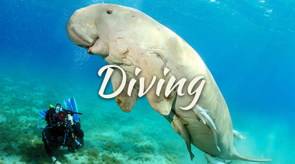 Best time to visit Andaman for Scuba Diving | Andaman Diaries