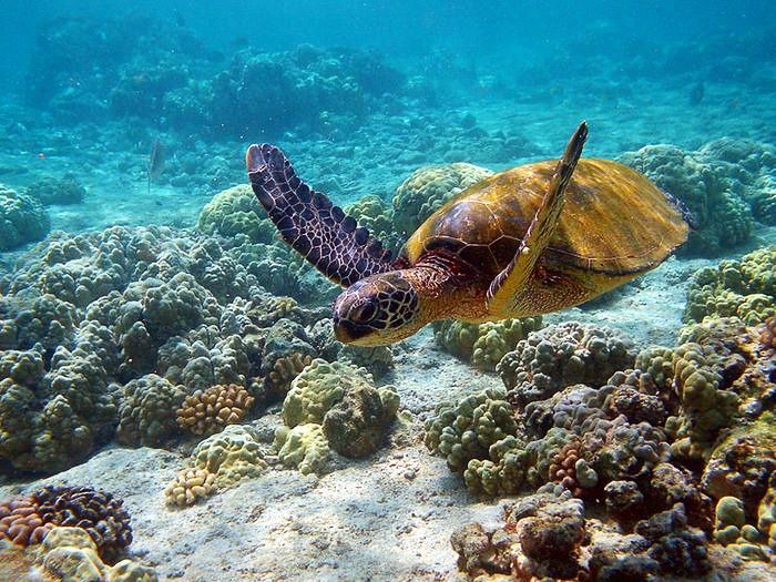 Places to Visit in Andaman and Nicobar Islands for a Honeymoon ...